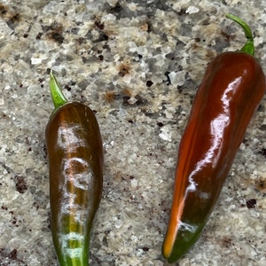 Fish Pepper Seeds | Hot | Heirloom | Organic - Etsy