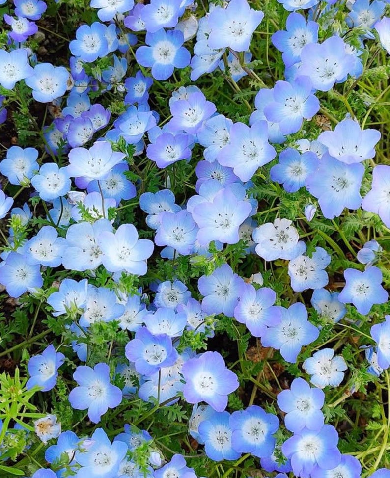 Baby Blue Eyes Flower Seeds - Etsy