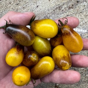 Indigo Pear Drops Tomato Seeds | Organic - Etsy