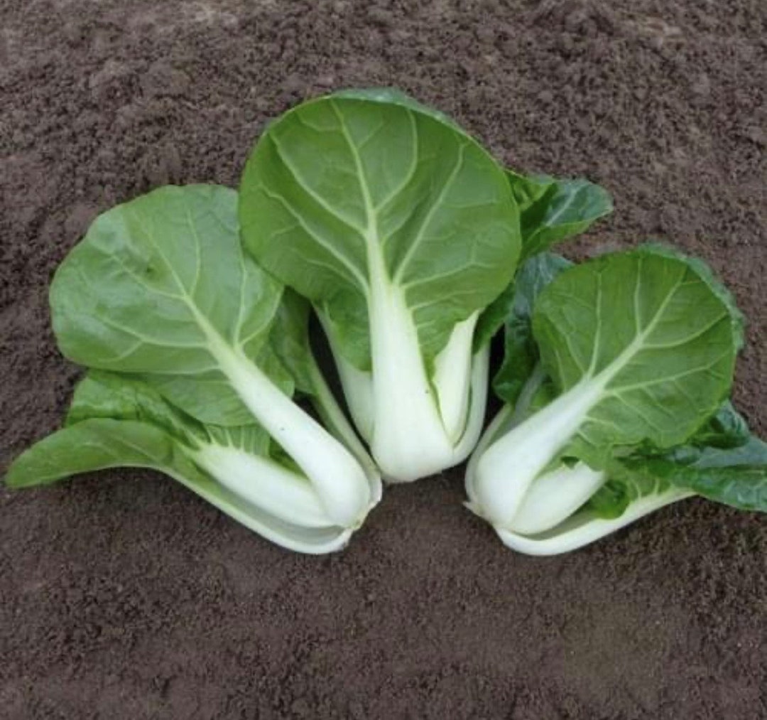 White Stem Bok Choy Cabbage Seeds | Organic - Etsy