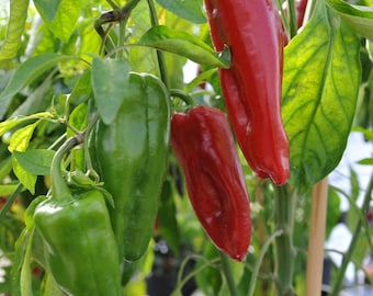 Purple Marconi Pepper Seeds - Etsy