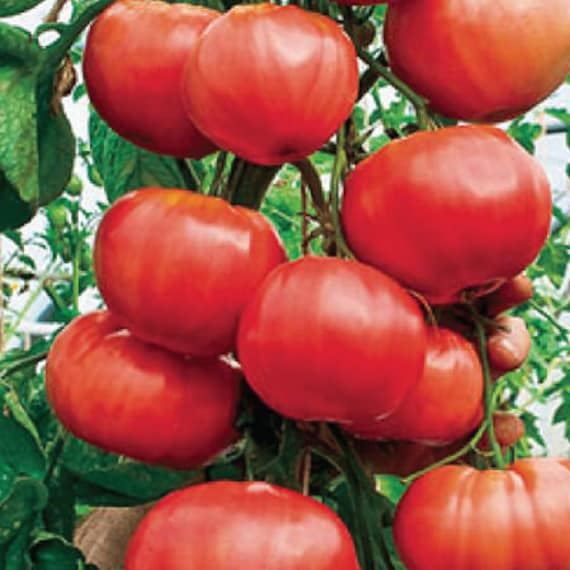 Italian Tree/ Trip-l-crop Tomato Seeds Heirloom Organic - Etsy