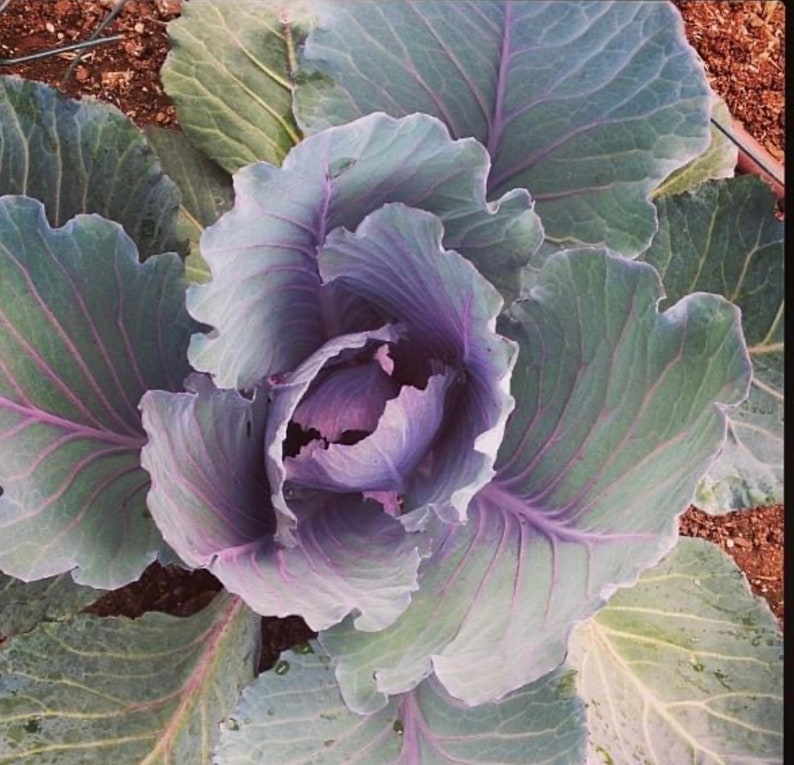 Red Acre Cabbage Seeds | Heirloom | Organic - Etsy