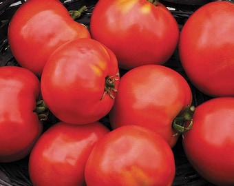 Ukrainian Purple Tomato Seeds Heirloom Organic | Etsy