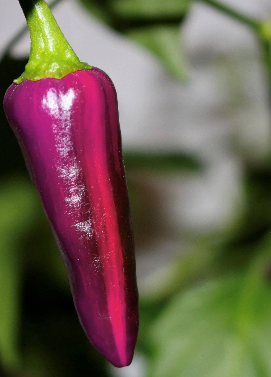 Purple Tiger Hot Pepper Seeds Organic - Etsy