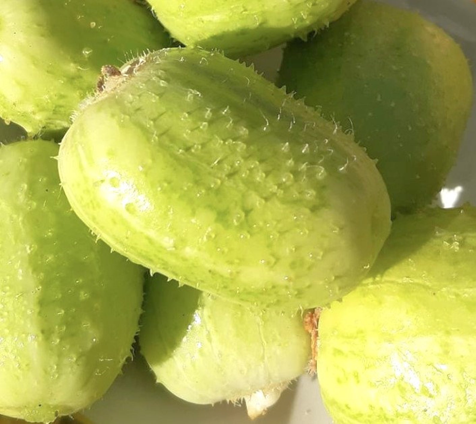 Crystal Apple Cucumber Seeds | Heirloom | Organic - Etsy