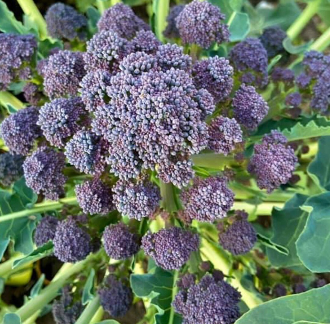 Purple Sprouting Broccoli Seeds | Heirloom | Organic - Etsy