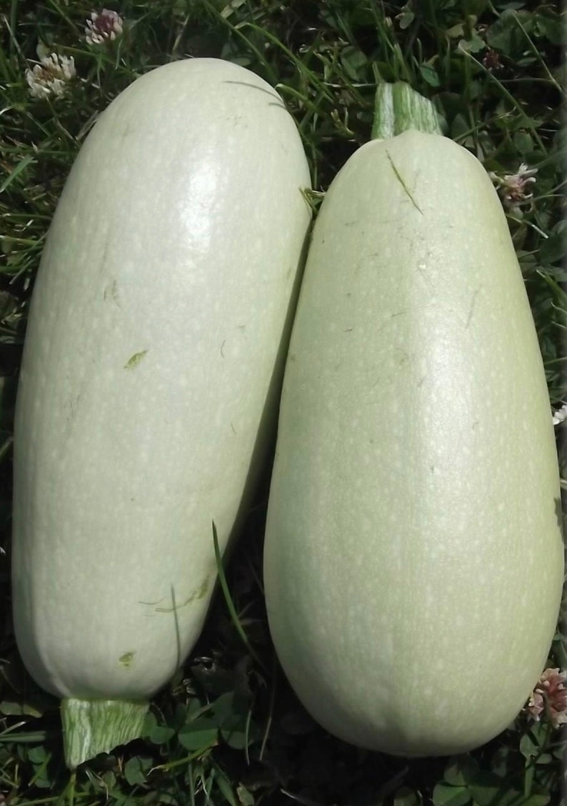 Trieste White Zucchini Seeds Summer Squash Heirloom - Etsy