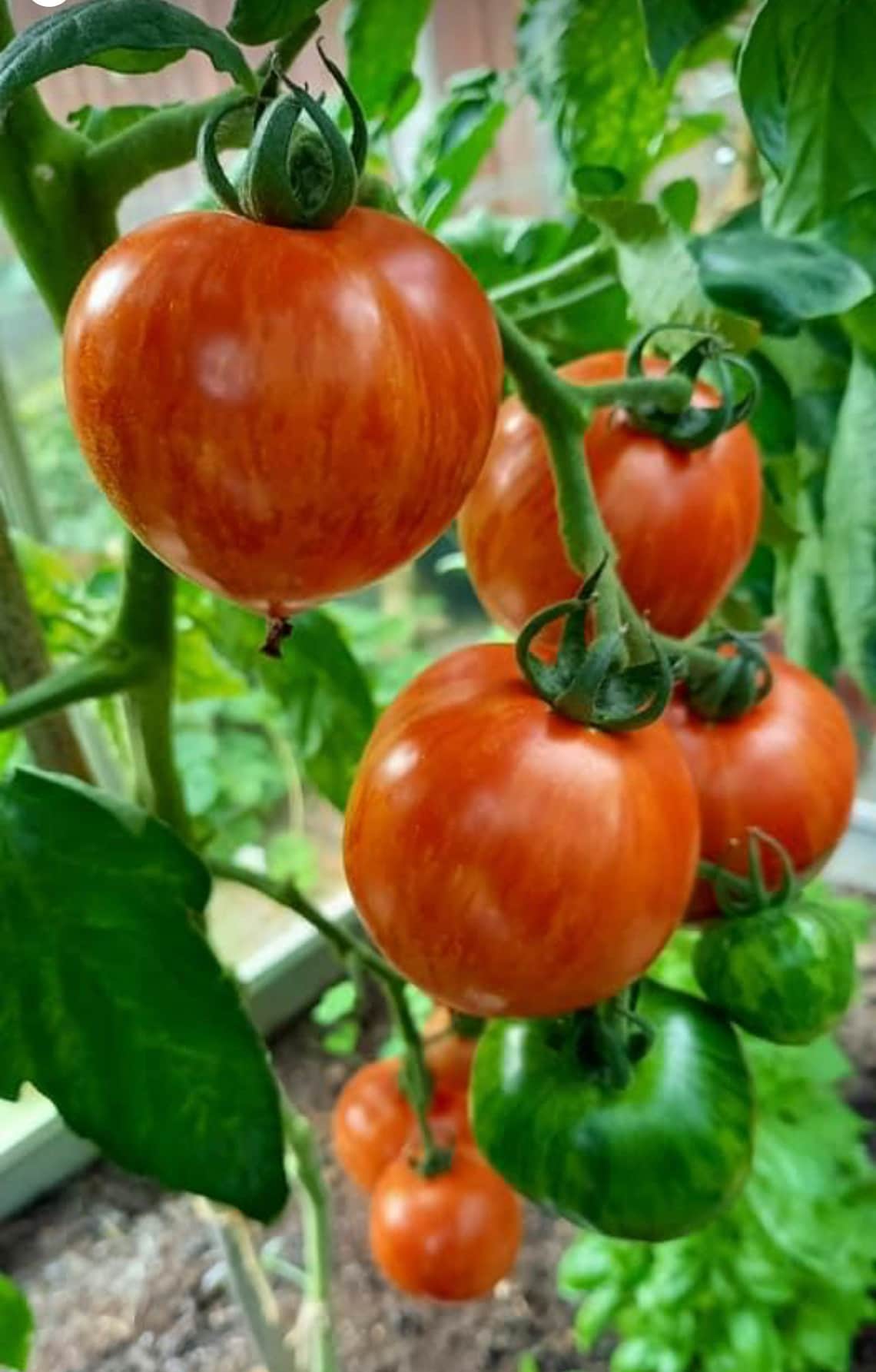 Red Zebra Tomato Seeds Heirloom Organic - Etsy