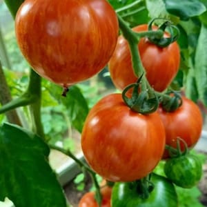 Red Zebra Tomato Seeds | Heirloom | Organic - Etsy