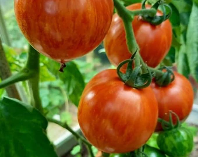 Red Zebra Tomato Seeds | Heirloom | Organic - Etsy
