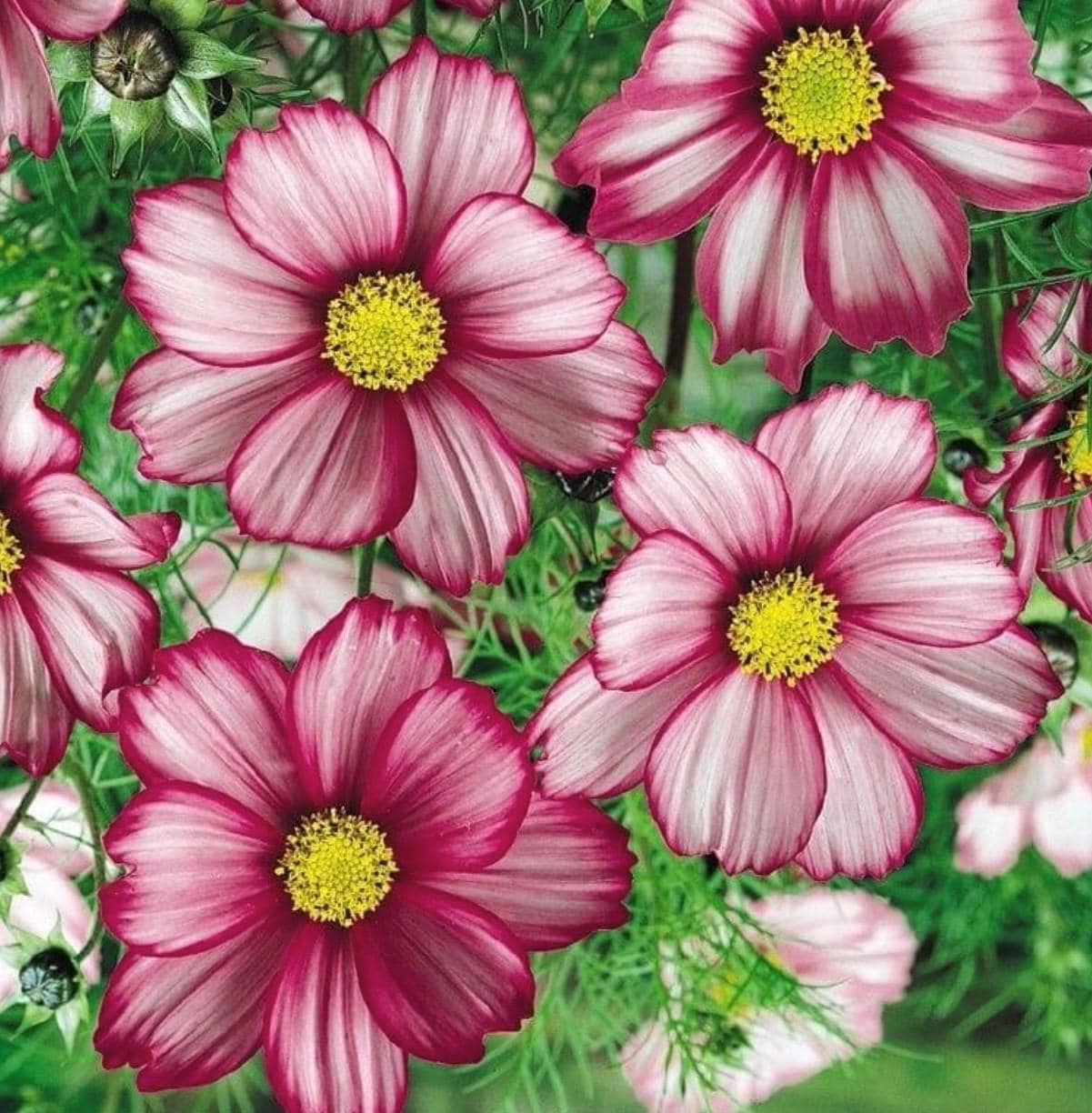 Picotee Cosmo Flower Seeds - Etsy