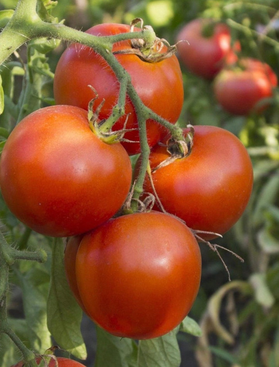 Arkansas Traveler Tomato Seeds | Heirloom | Organic - Etsy