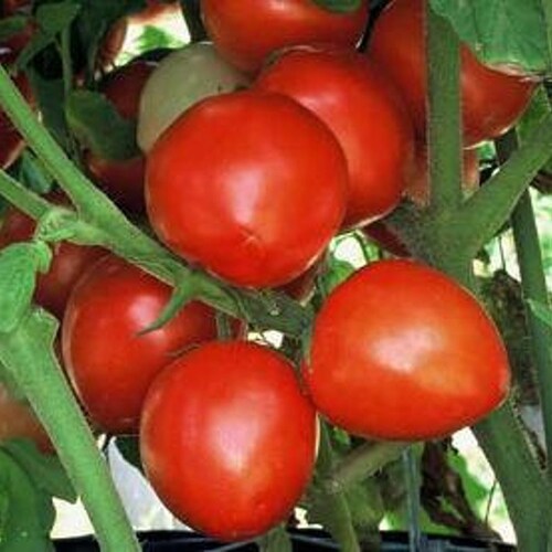 Honeydrop Cherry Tomato Seeds Organic - Etsy