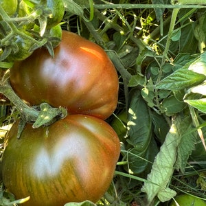 Paul Robeson Tomato Seeds | Heirloom | Organic - Etsy