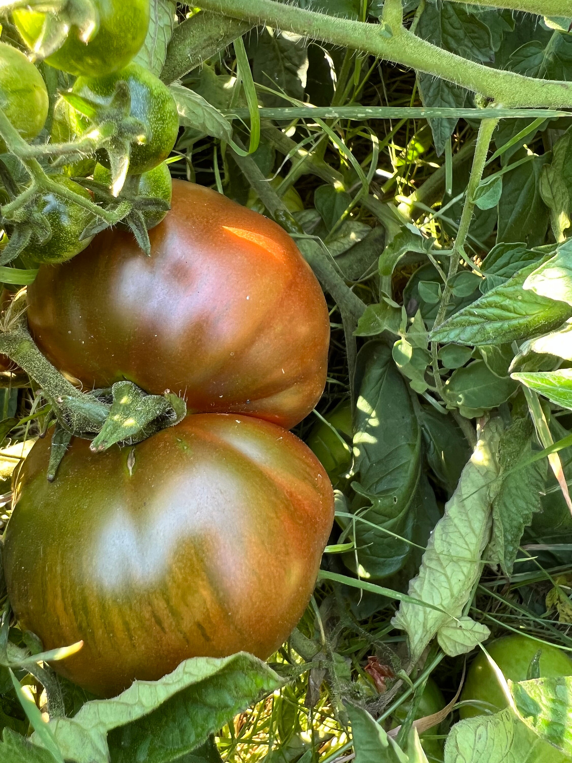 Paul Robeson Tomato Seeds | Heirloom | Organic - Etsy