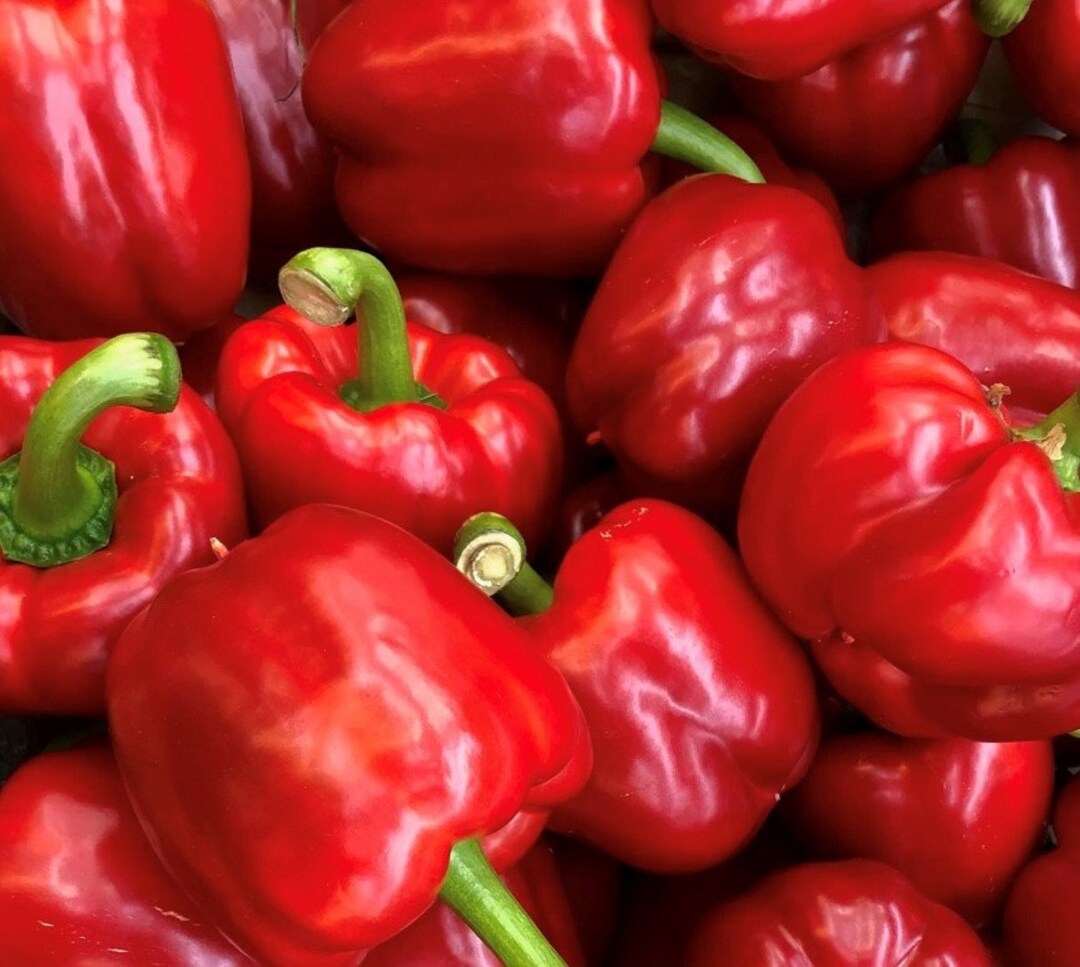 King of the North Pepper Seeds | Organic - Etsy