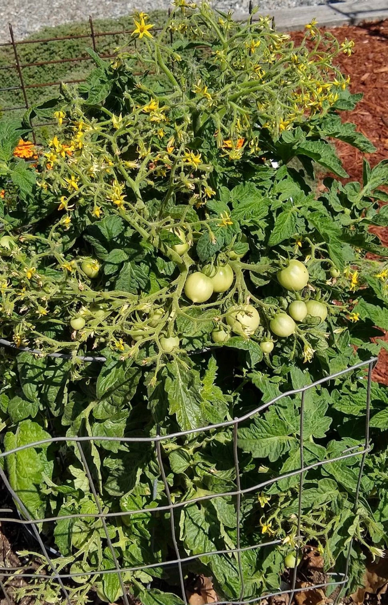 Dwarf Geranium Kiss Tomato Seeds | Organic - Etsy