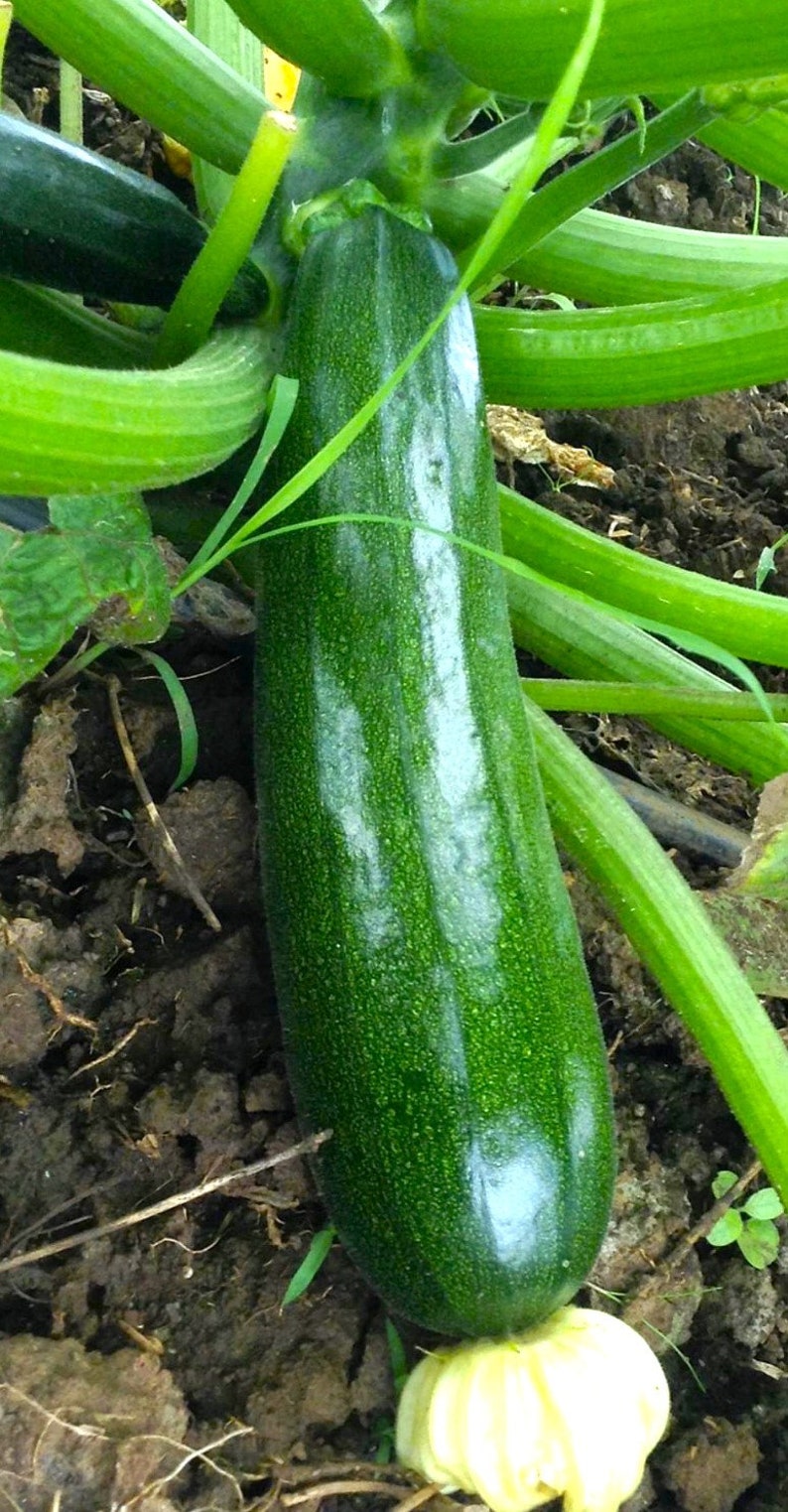 Dark Green Zucchini Seeds Heirloom Organic Summer Squash - Etsy