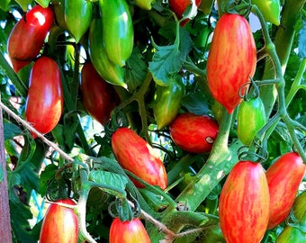 Blush Tiger Artisan Tomato Seeds NJ Grower Heirloom Organic Free ...