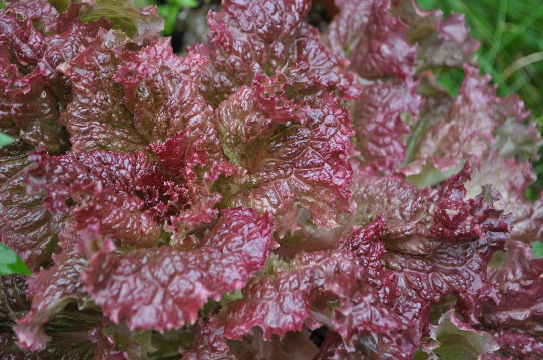 Ruby Red Lettuce Seeds | Organic - Etsy