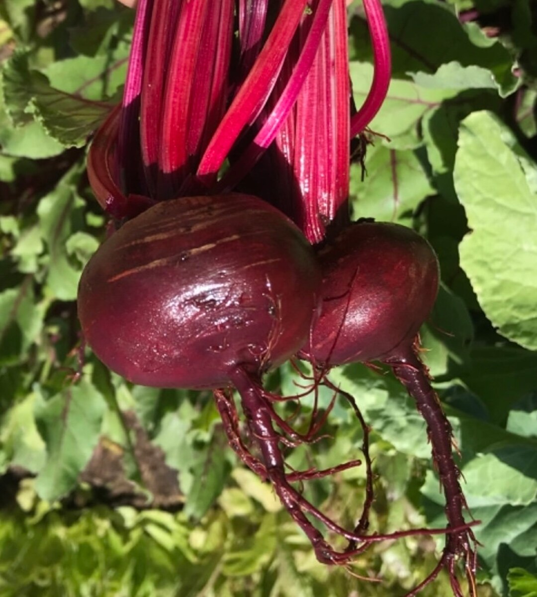 Detroit Dark Red Beet Seeds | Heirloom | Organic - Etsy