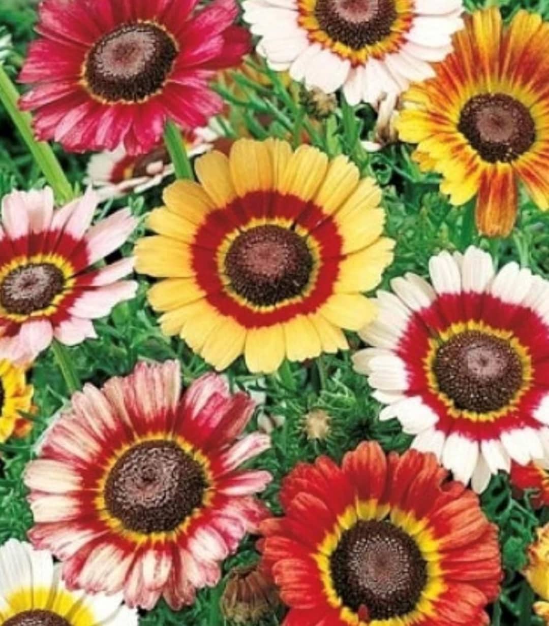 Painted Daisy Flower Seeds - Etsy