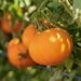 Sweet Tangerine Tomato Seeds | Heirloom - Etsy