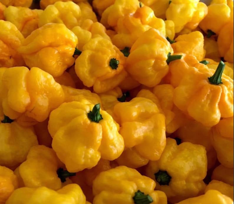 Yellow Scotch Bonnet Pepper Seeds | Hot | Heirloom - Etsy