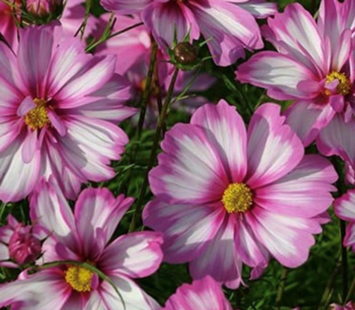 Picotee Cosmo Flower Seeds - Etsy