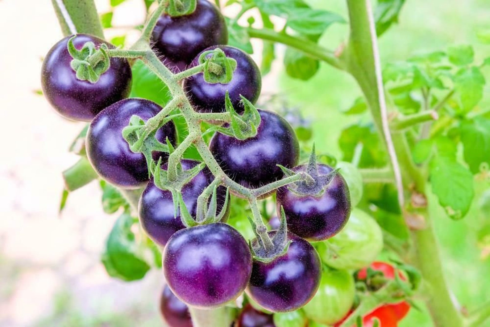Bosque Blue Tomato Seeds Organic - Etsy Australia