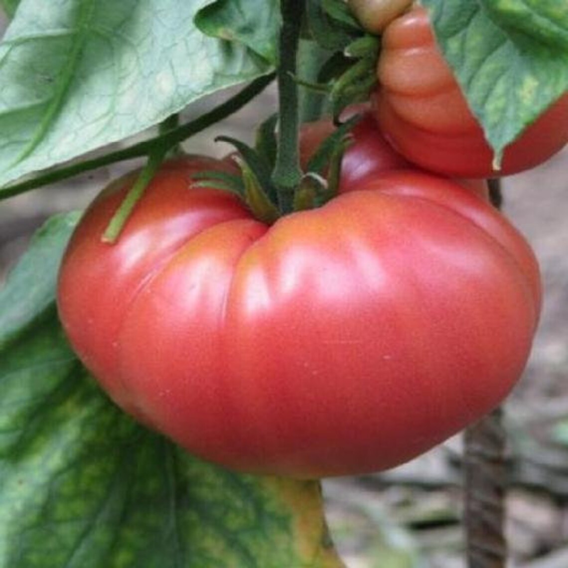 German Johnson Tomato Seeds | Heirloom | Organic - Etsy