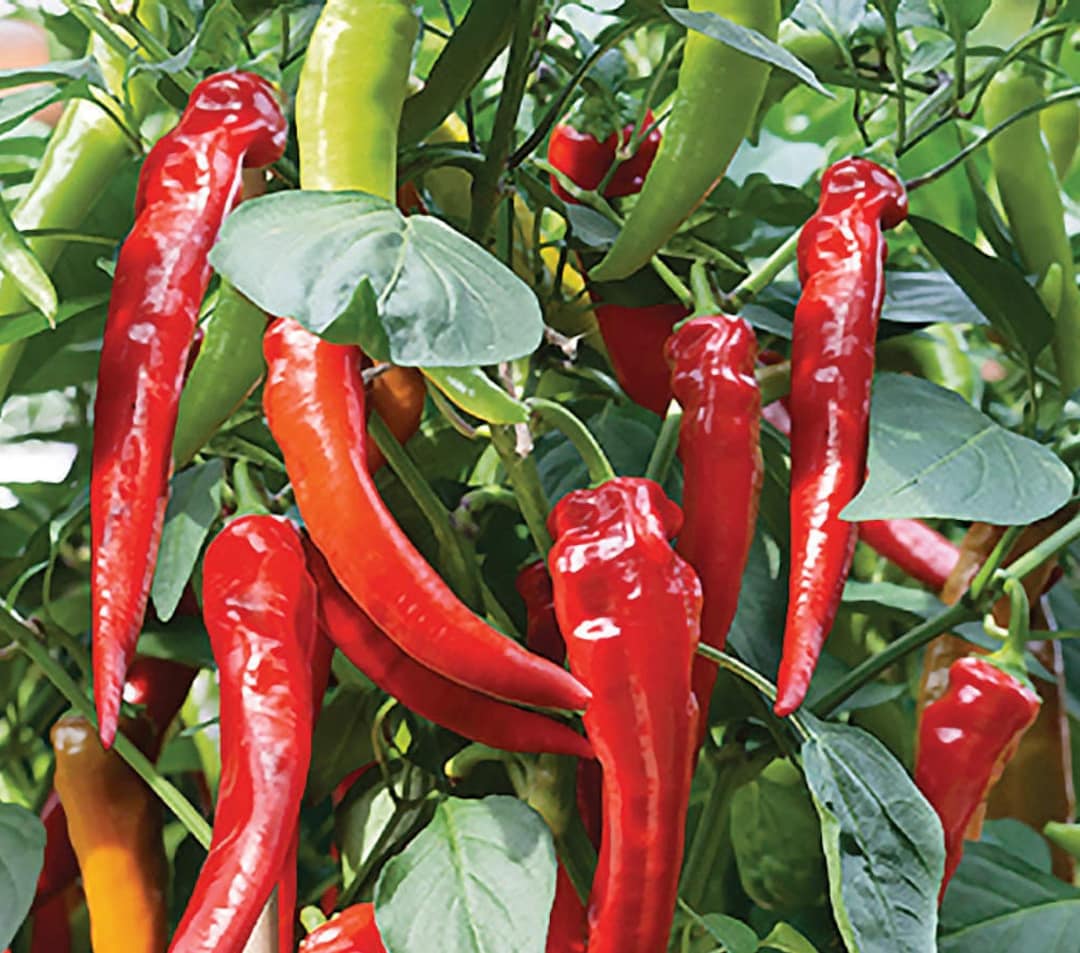 Cow Horn Pepper Seeds | Hot | Organic - Etsy