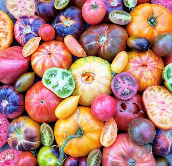 Heirloom Tomato Mix Organic Seeds Heirloom - Etsy