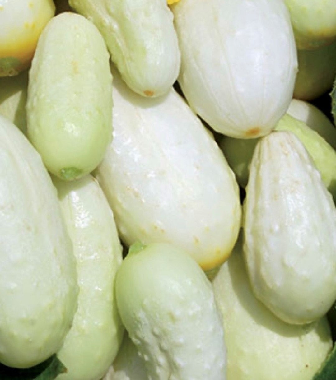 Miniature White Cucumber Seeds | Heirloom | Organic - Etsy