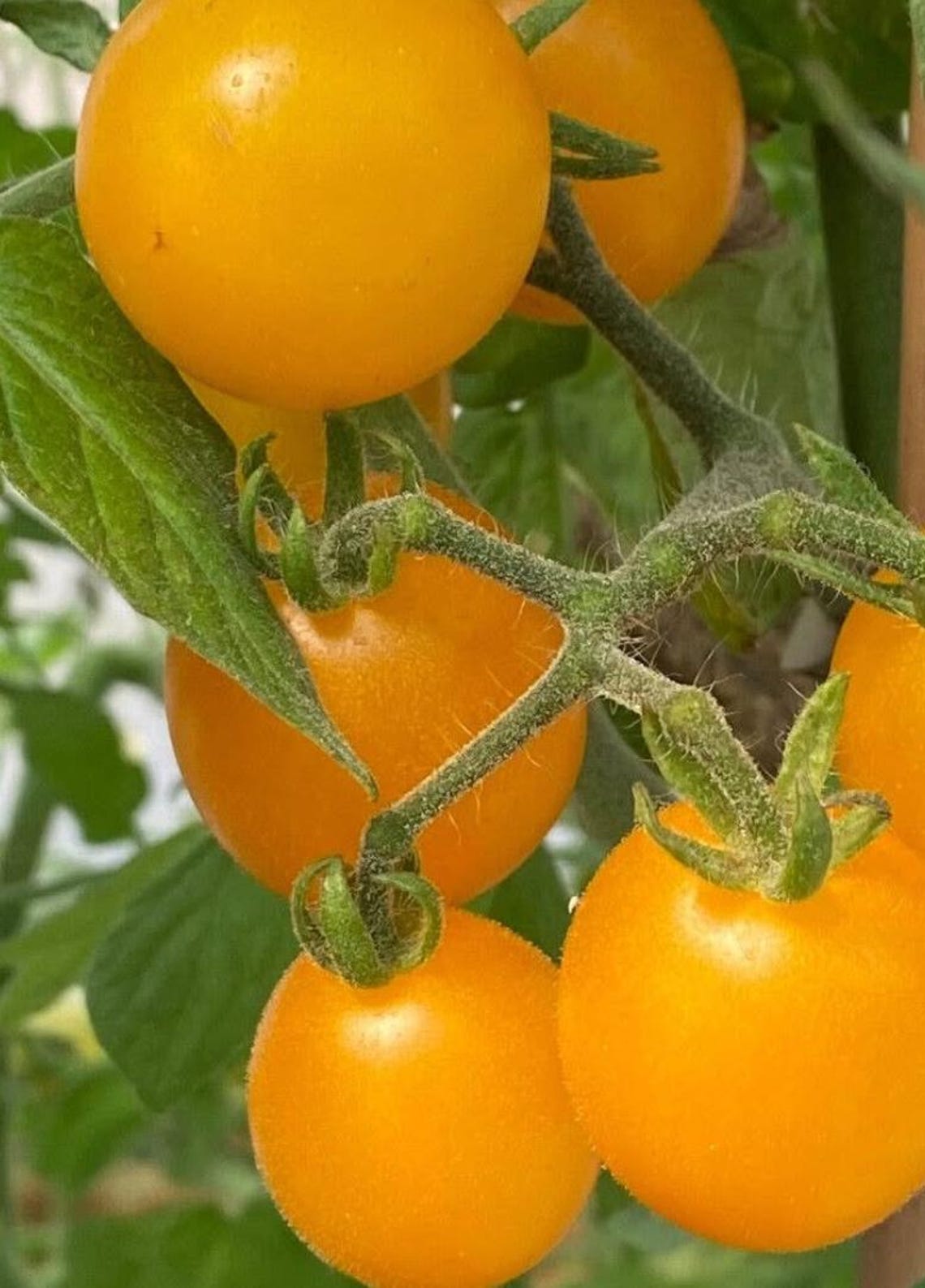 Dwarf Eagle Smiley Tomato Seeds - Etsy