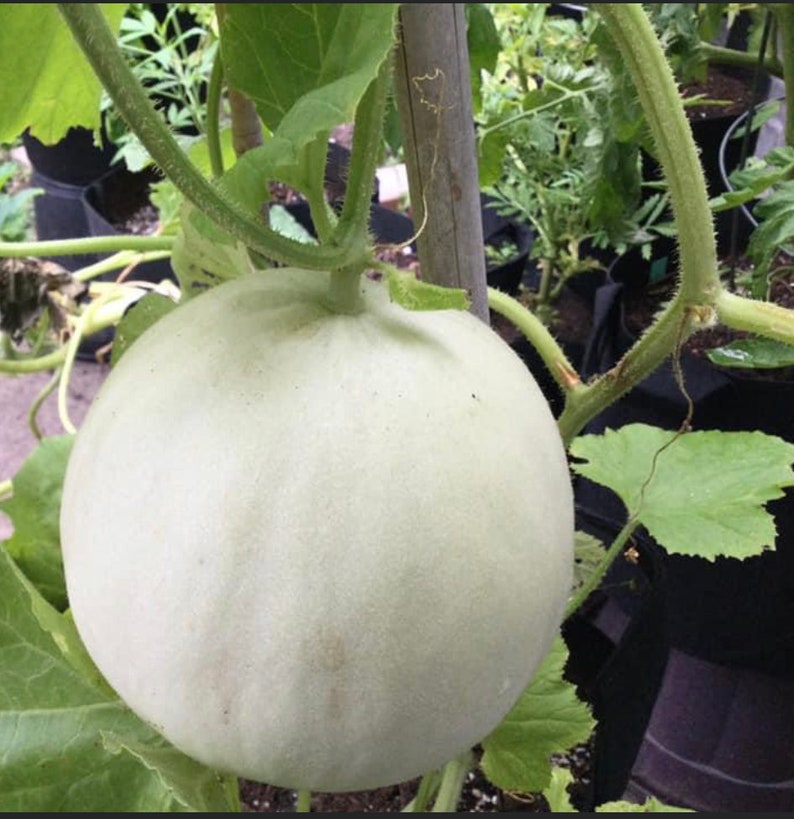 Green Flesh Honeydew Melon | Heirloom | Organic - Etsy