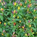 Federle Tomato Seeds Heirloom Organic Paste Tomato - Etsy