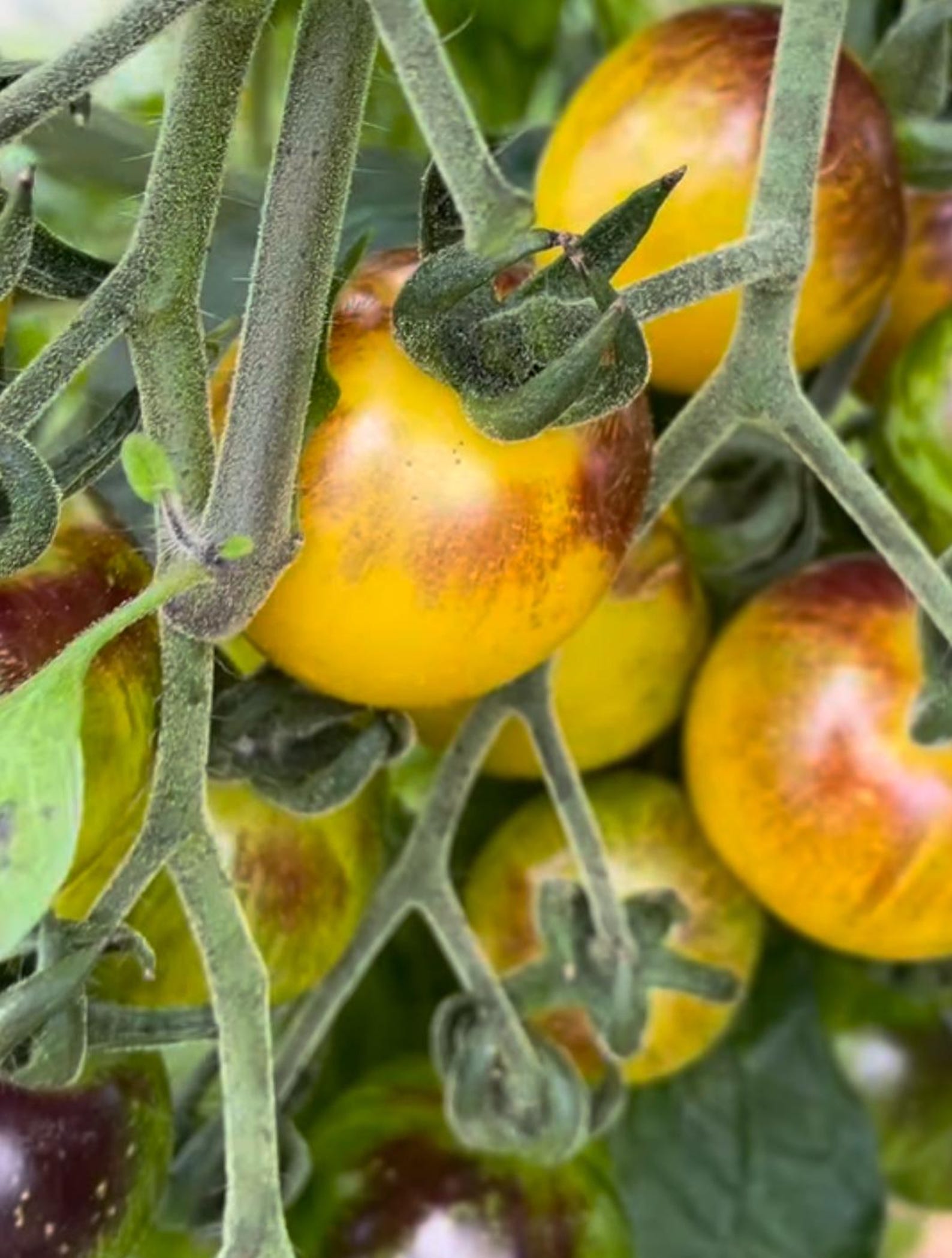 Cosmic Purple Rain Tomato Seeds - Etsy