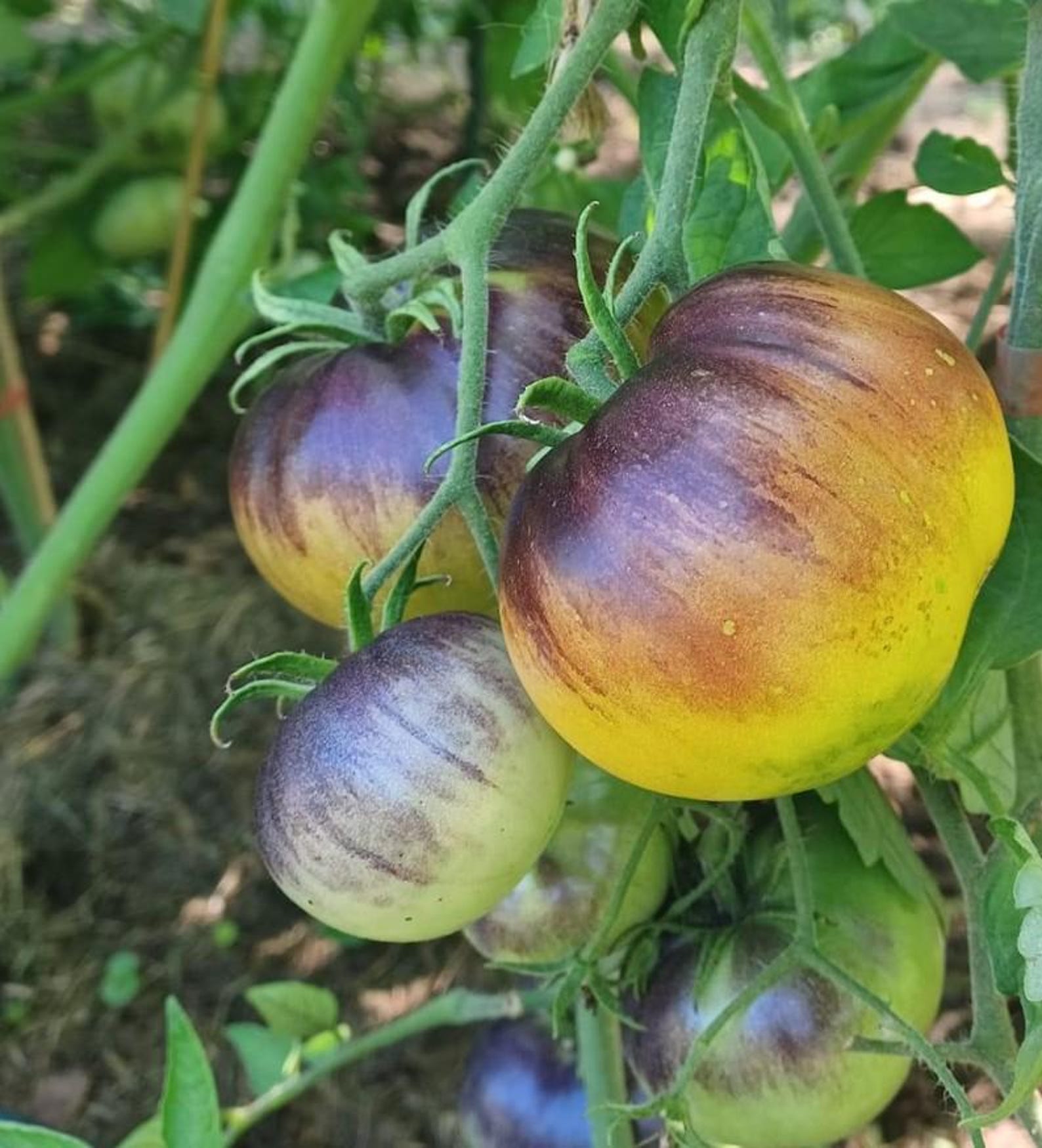 Alice's Dream Tomato Seeds - Etsy