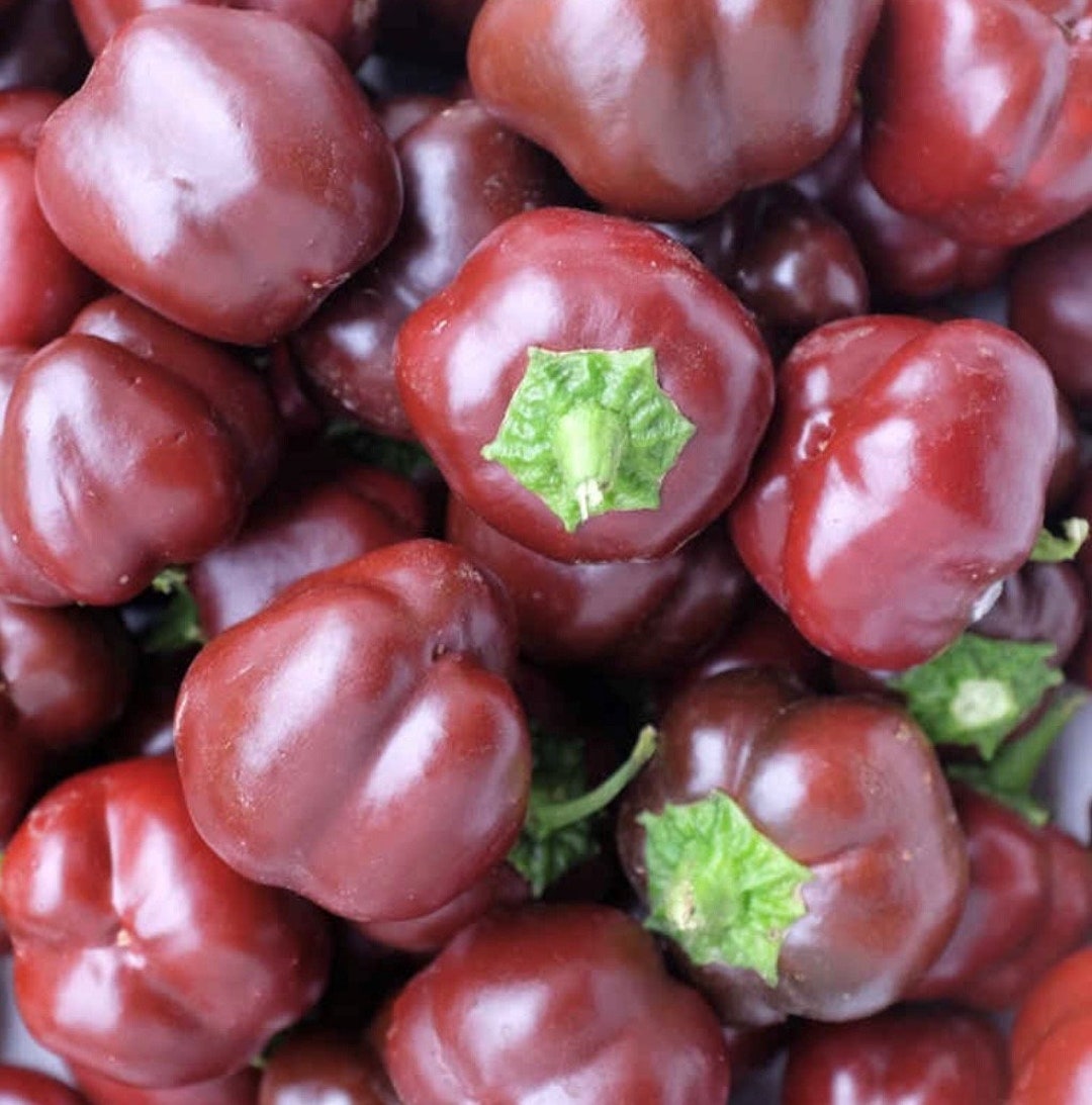 Mini Chocolate Bell Pepper Seeds | Heirloom | Organic - Etsy
