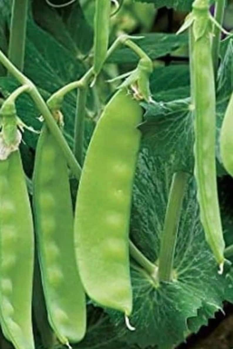 Mammoth Melting Sugar Snow Pea | Heirloom | Organic - Etsy