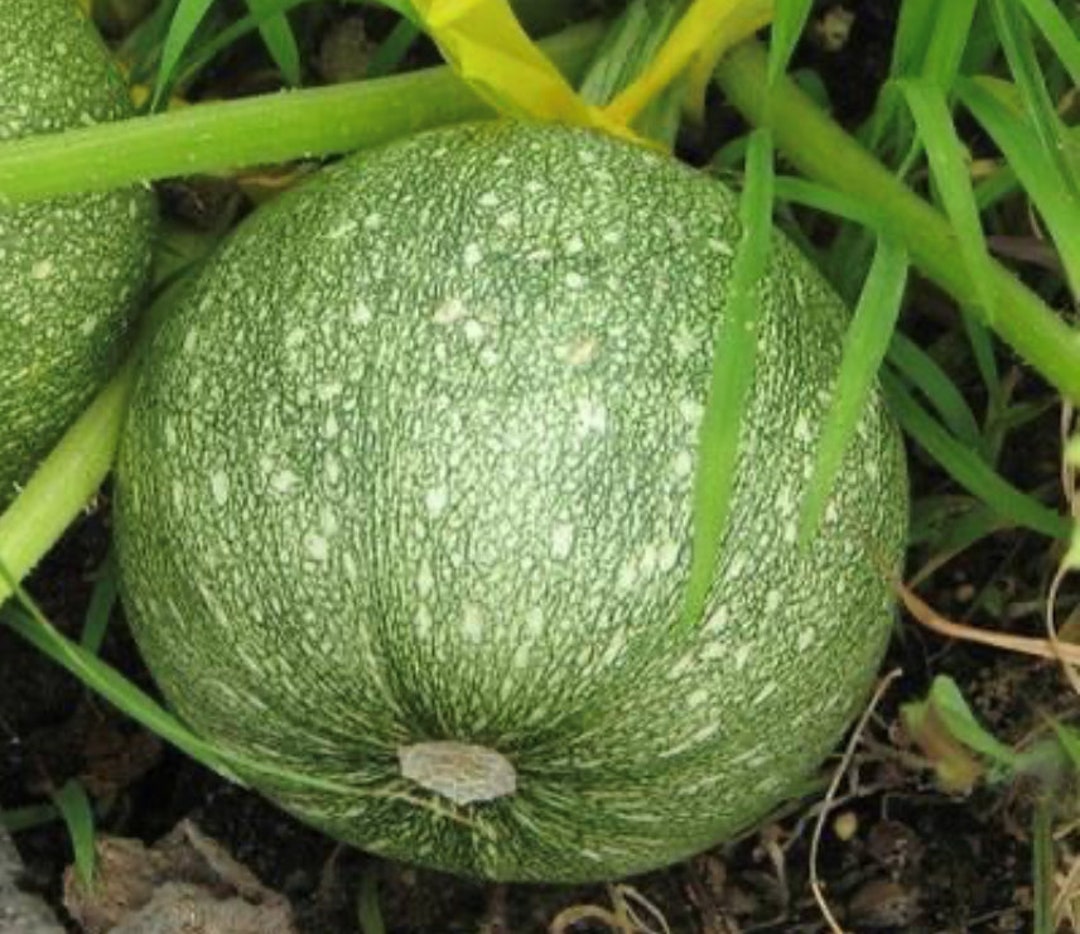 Round Zucchini | Summer Squash | Heirloom | Organic - Etsy