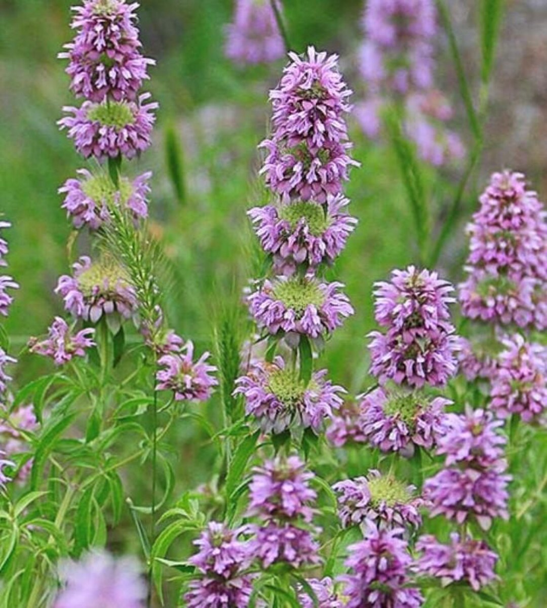 Lemon Mint Seeds | Heirloom - Etsy