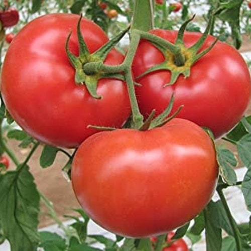 Banana Legs Tomato Seeds Heirloom Organic - Etsy