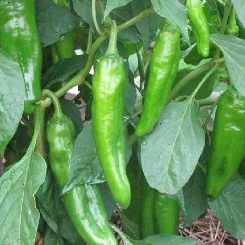 Pepper Seeds Anaheim - Etsy