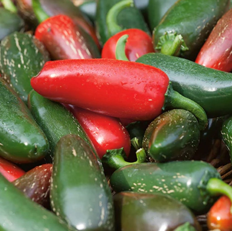 Jalapeno Pepper Collection | Hot | Seeds - Etsy