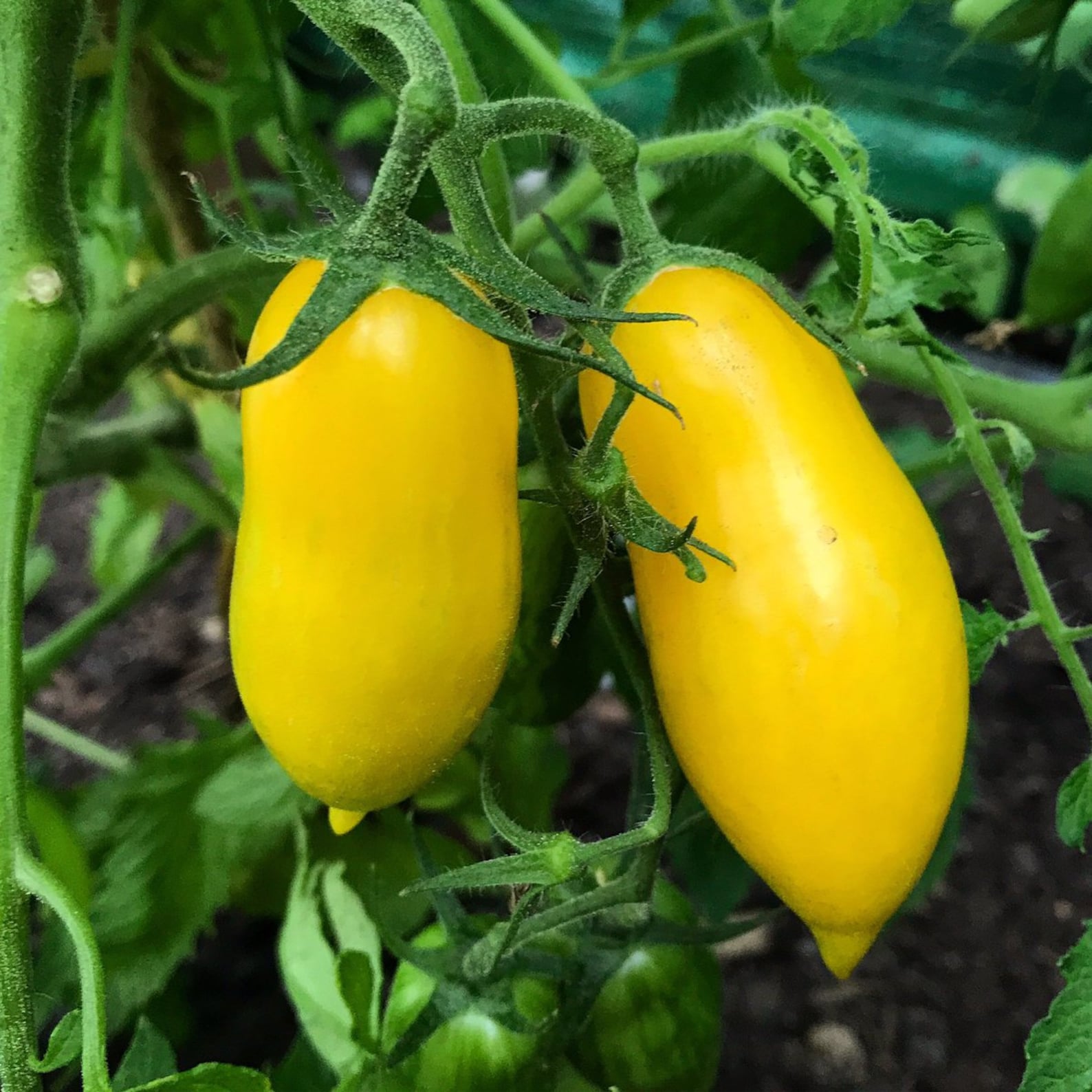Banana Legs Tomato Seeds | Heirloom | Organic - Etsy