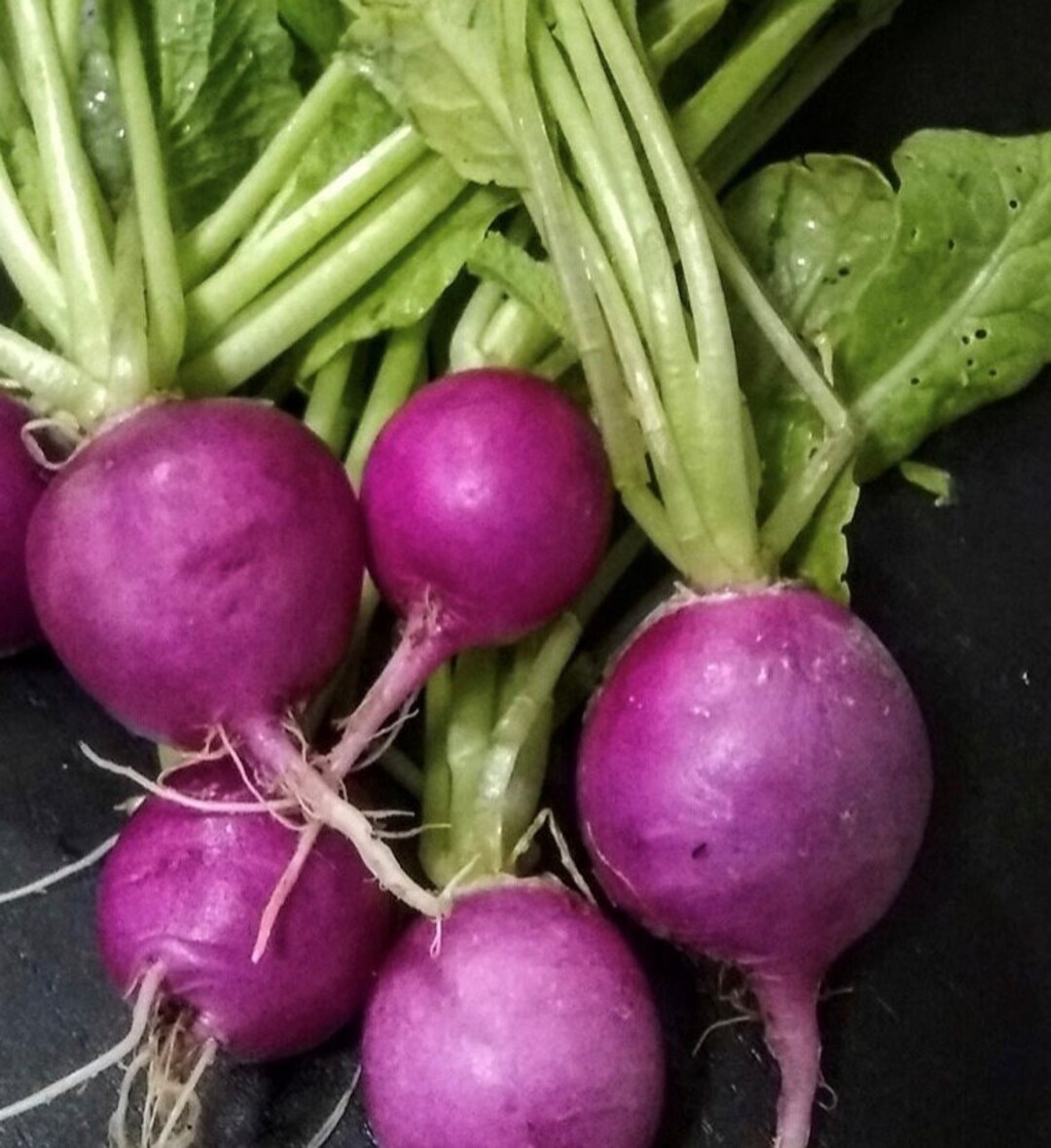 Sale** 1 Oz (2,500 Seeds) Purple Plum Radish - Etsy