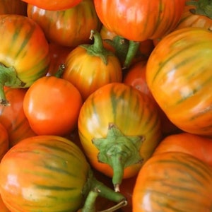 Turkish Orange Eggplant Seeds | Organic | Heirloom - Etsy